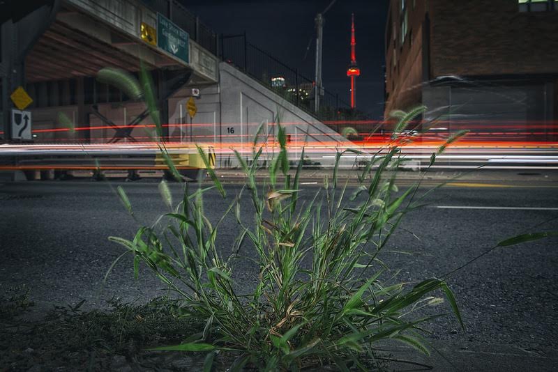 Daily Photo - Toronto Guardian