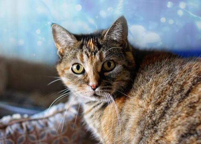 Bella the cat - Toronto Guardian