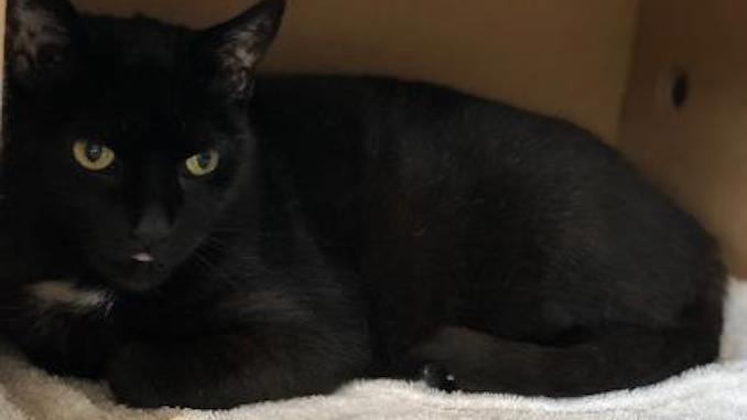 queue the cat - Toronto Guardian