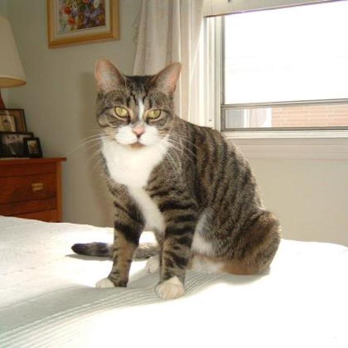 Rugby the cat toronto - Toronto Guardian