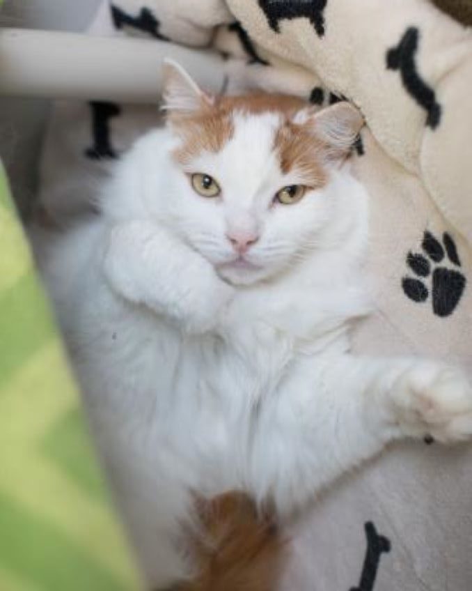 KATE - Toronto Guardian