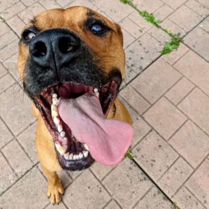 Gumaro - Toronto Guardian