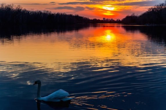 Swan at Sunset by Nicoli OZ Mathews