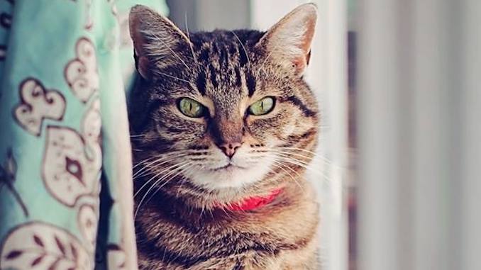 Cheeky the Cat is Looking for a Family to Adopt Her in the Toronto Area