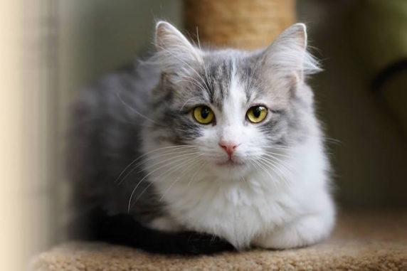 Minou the Cat is Looking for her "Furever" Home near Toronto