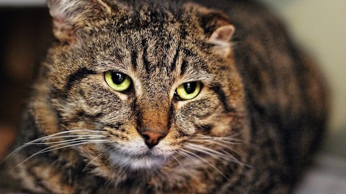 Help Us Find a Home for Rufus the Cat in the Toronto Area