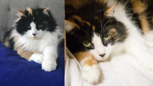Charlie the Cat needs help finding a new home in the Toronto area