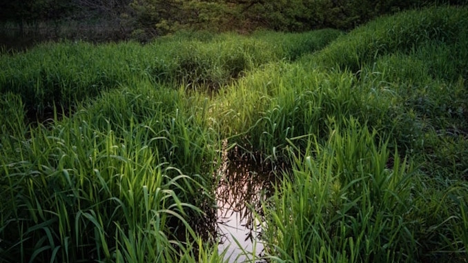 "Toronto, Humber Marsh" by Toronto Photographer Brady Baker