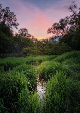 "Toronto, Humber Marsh" by Toronto Photographer Brady Baker