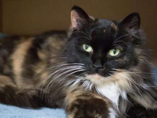 Help us find a new home for Neptune the cat in the Toronto area