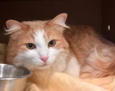 Winston the Cat needs a new home in the Toronto area