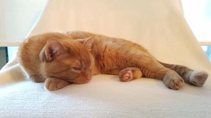 Kobe the cat needs a new home in the Toronto area