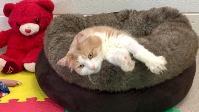 Winston the cat is ready for a new family in the Toronto area