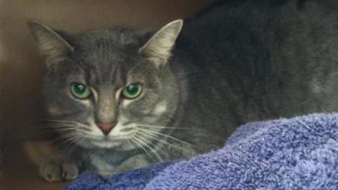 Help Blueberry the cat find a new family in the Toronto area