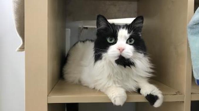 Empress the cat is looking for a place to live in Toronto