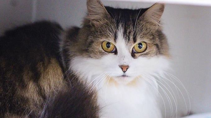 Dixie the cat needs to find a new family in the Toronto area