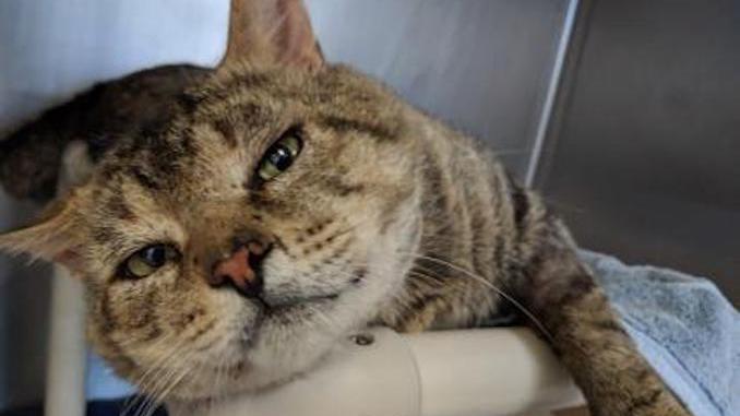 Pacino the cat is looking for a new family in the Toronto area