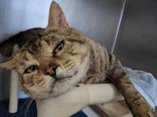 Pacino the cat is looking for a new family in the Toronto area