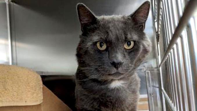 Robin the cat needs a new family in the Toronto area