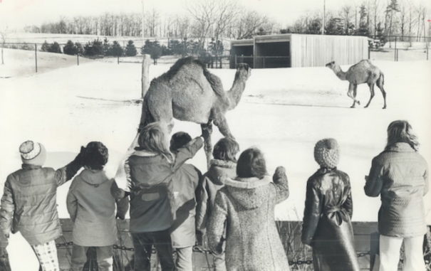 Vintage photographs from the first years of the Toronto Zoo
