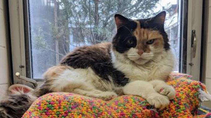 Little Missy needs a new place to live in the Toronto area