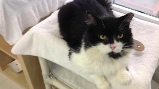 Help Shade find a furever family in the Toronto area