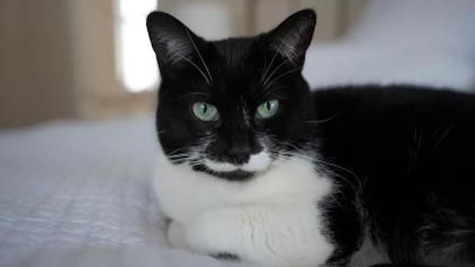 Cricket the cat is looking for a new family in the Toronto area