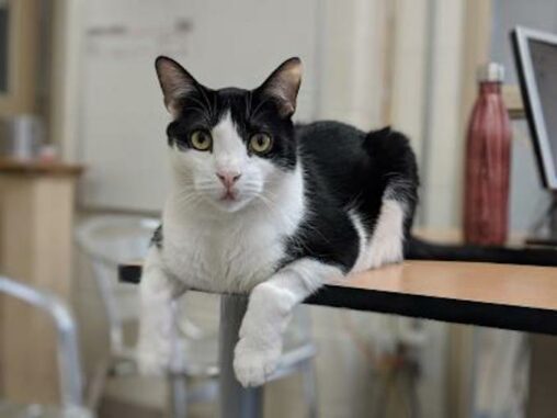 Joe the cat needs a new place to live in the Toronto area