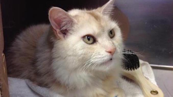 Kimora the cat is looking for a new place to live in Toronto