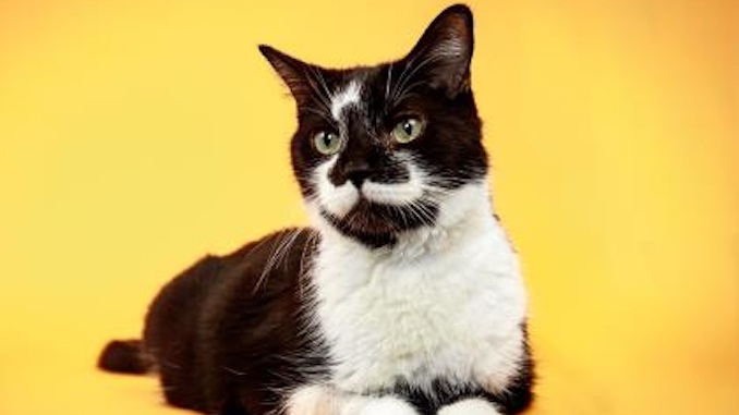 Queen the cat is looking for a new family in the Toronto are.