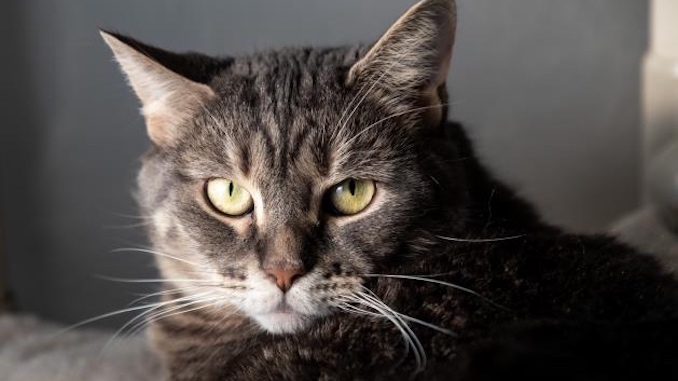 Sabrina the cat needs a furrever family in the Toronto area