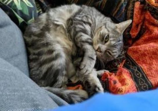 Help Niko the Cat Find the Perfect Home in Toronto!