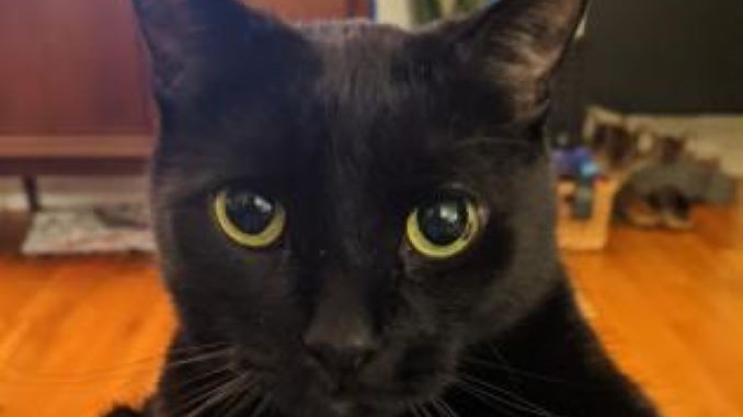 Help Jango the Cat Find A New Furever Home in Toronto