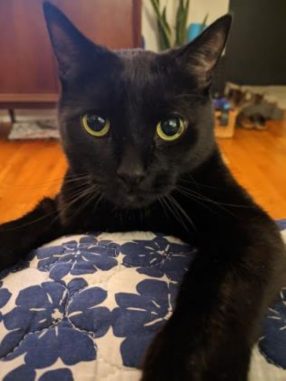 Help Jango the Cat Find A New Furever Home in Toronto