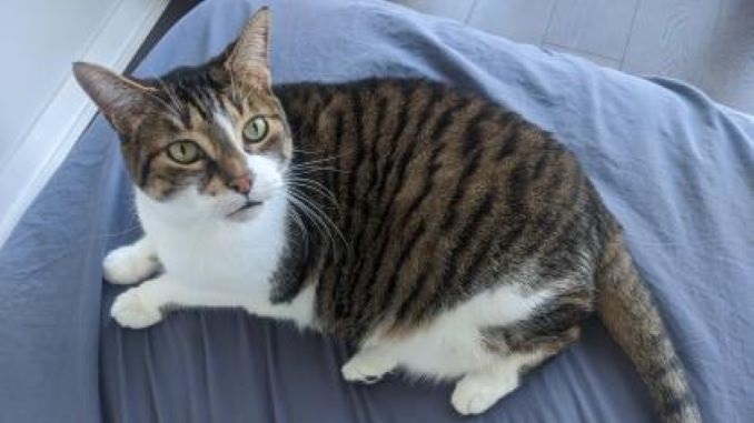 Lilo the Cat Needs a New Furever Home in Toronto