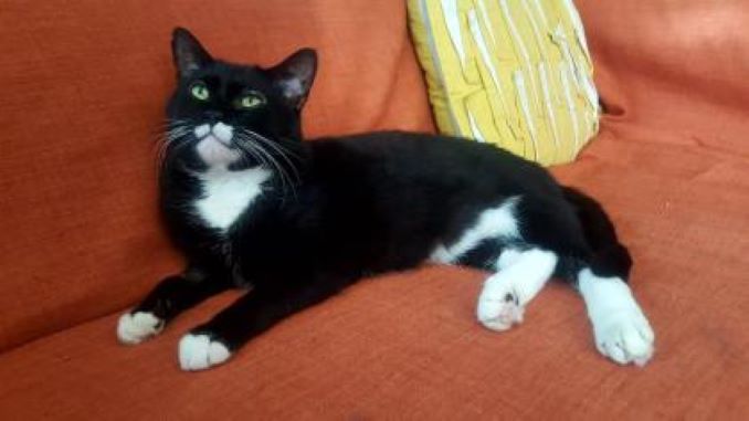 Help Ozzy the Cat Find His Purfect Home in Toronto!