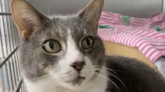Colby the Cat is Looking for Her New Lazy Home in Toronto