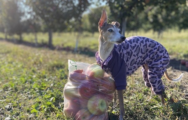 Ontario Apple Orchards & Pumpkin Patches that are Dog Friendly