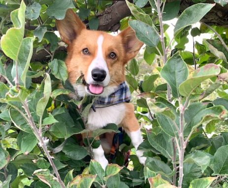 Ontario Apple Orchards & Pumpkin Patches that are Dog Friendly