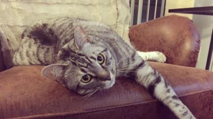Help Aoki the Cat Find a New Fuurever Home in Toronto!