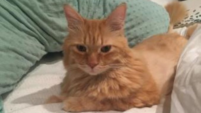 Felix the Cat is Looking for a New Home for the Holidays!