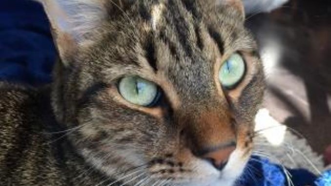 Tazz the Cat is Looking For His Fuurever Home in Toronto!