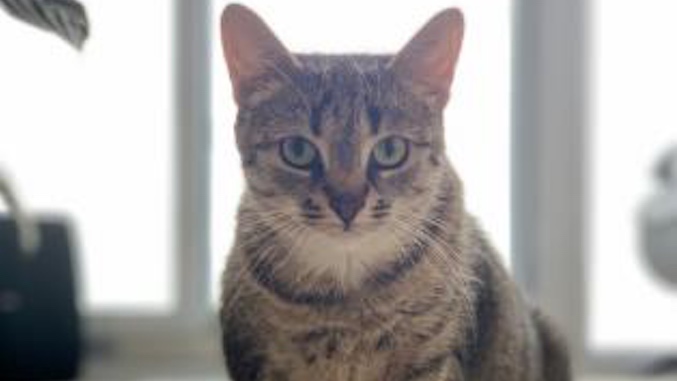 Fiona The Cat Needs a Loving New Home in Toronto!