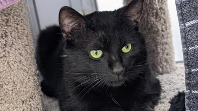 Alfred The Cat Wants To Settle Down Once And For All!