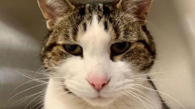 Cuda The Cool Kitty Is Looking For A New Home In Toronto