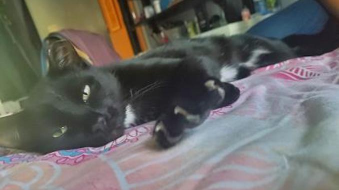 Ringo The Cat Is Looking For A New Stage To Play!