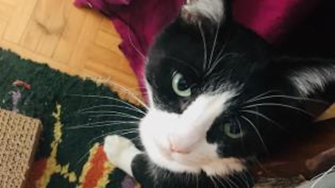 Gale, the short hair domestic kitty who needs a new home