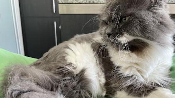Otis the cat is looking for a new home in the Toronto area