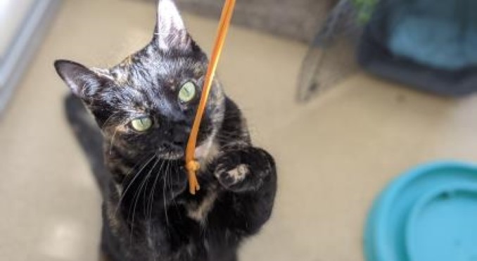 Sammy the cat is looking for a new home in the Toronto area