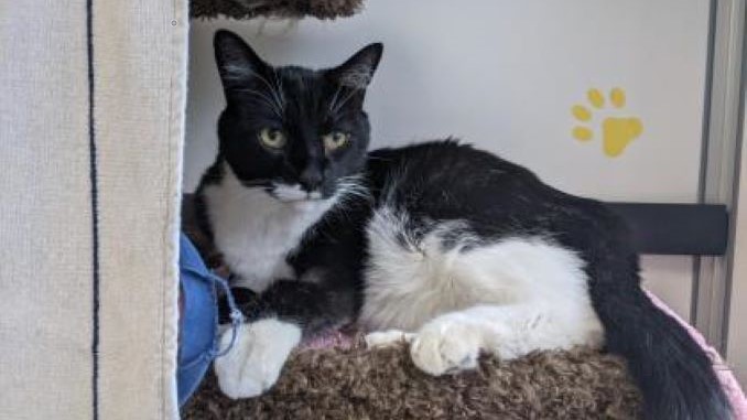Bob Dylan the cat is looking for a new home in the Toronto area